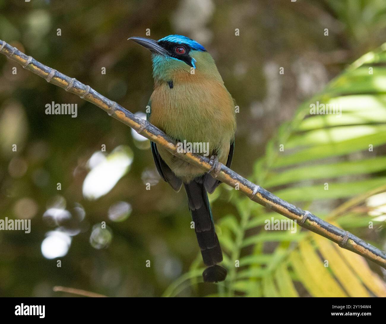 Lesson's Motmot (Momotus lessonii) Aves Stock Photo - Alamy