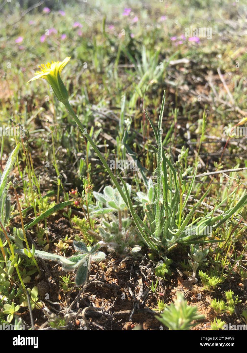 silverpuffs (Uropappus lindleyi) Plantae Stock Photo - Alamy