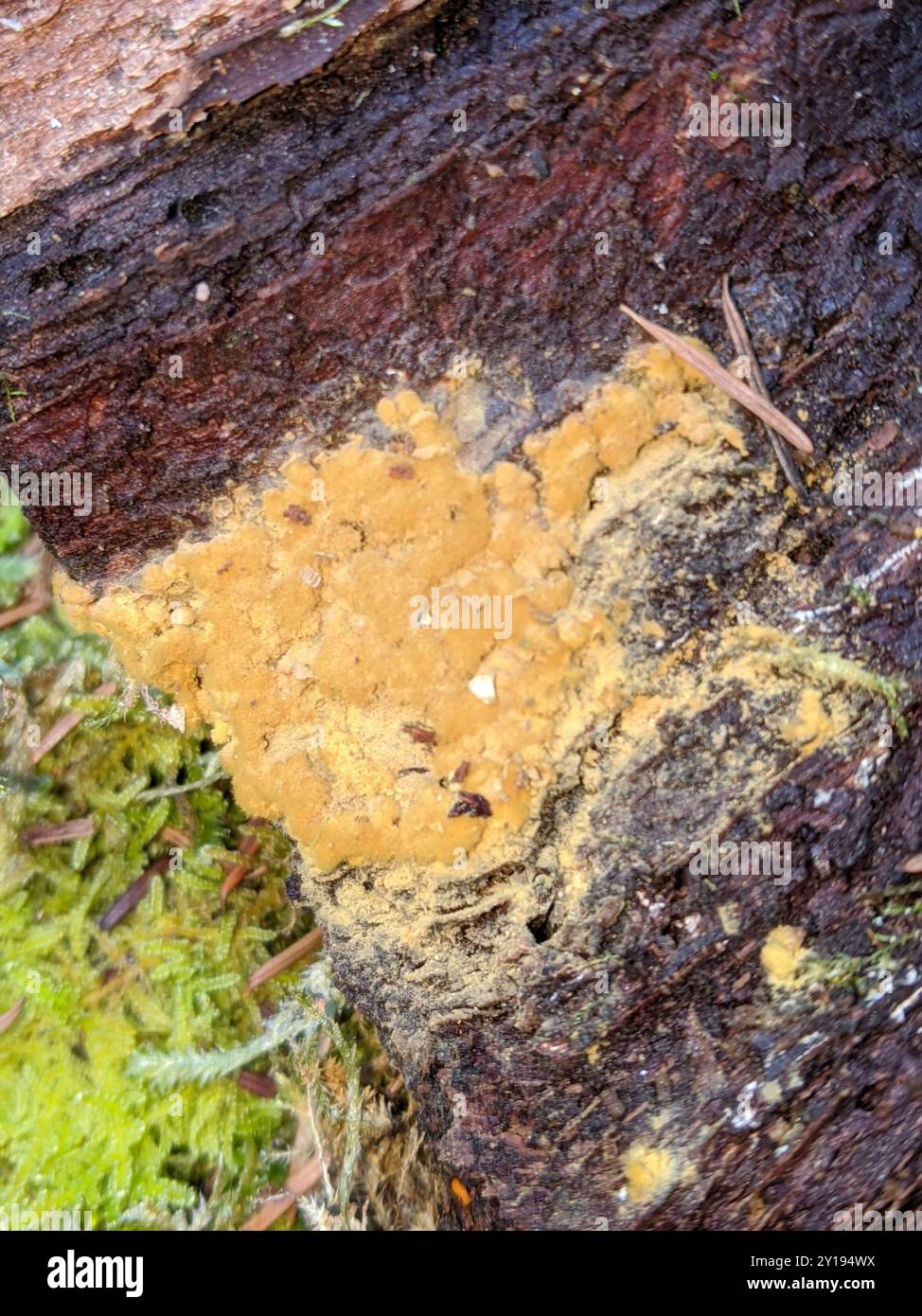 slime molds (Mycetozoa) Protozoa Stock Photo - Alamy