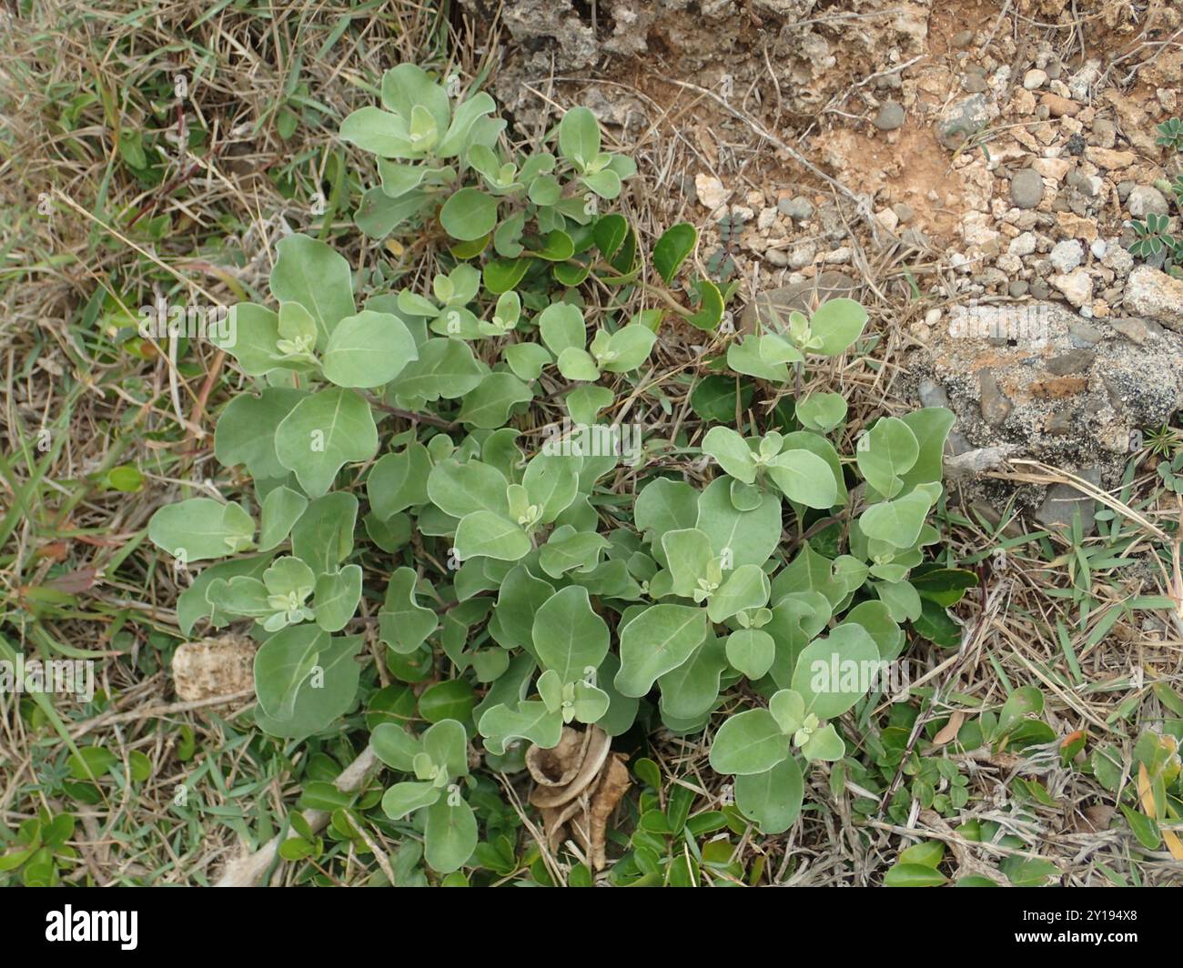 Beach Vitex (Vitex rotundifolia) Plantae Stock Photo - Alamy