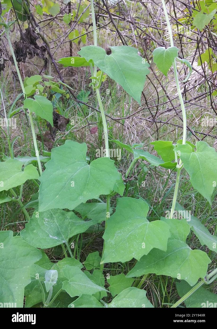 Florida Keys Hempvine (Mikania cordifolia) Plantae Stock Photo - Alamy