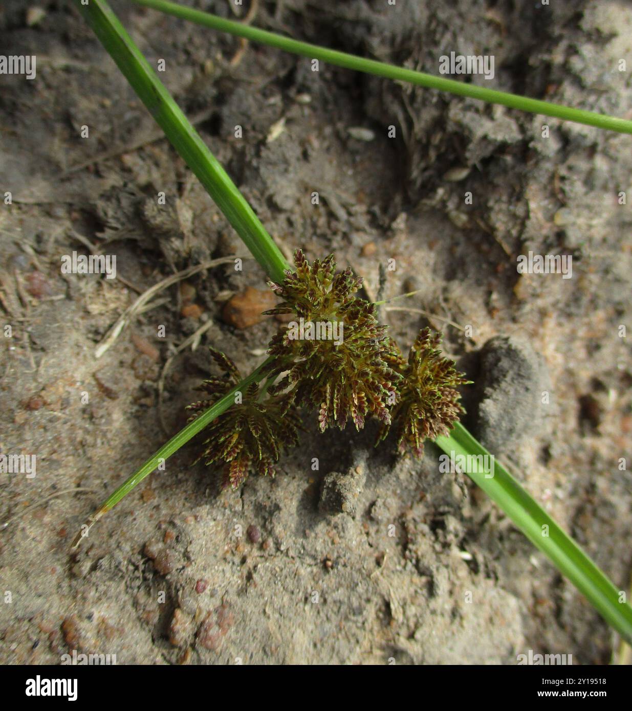 Variable Flatsedge (Cyperus difformis) Plantae Stock Photo - Alamy