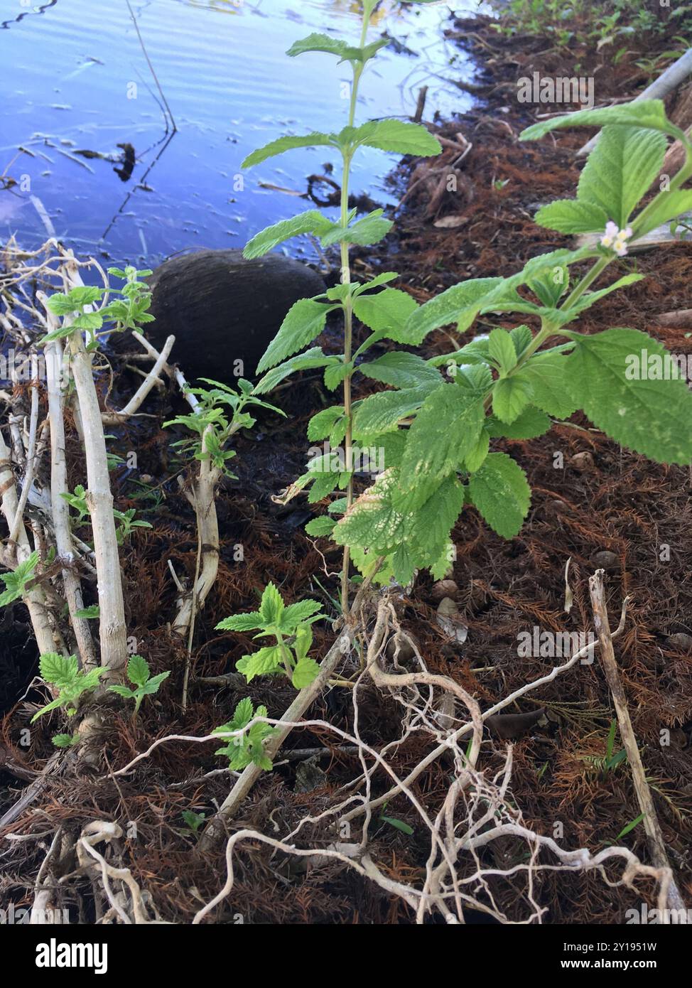 Bushy Lippia (Lippia alba) Plantae Stock Photo - Alamy