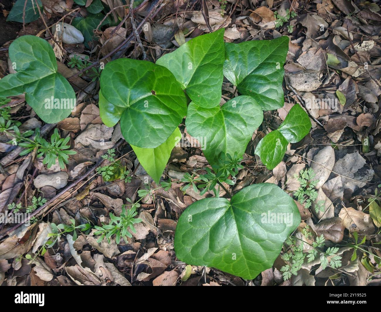 Canary Islands Ivy (Hedera canariensis) Plantae Stock Photo - Alamy