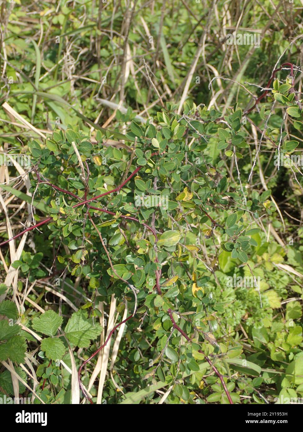 Lineate Supplejack (Berchemia lineata) Plantae Stock Photo - Alamy