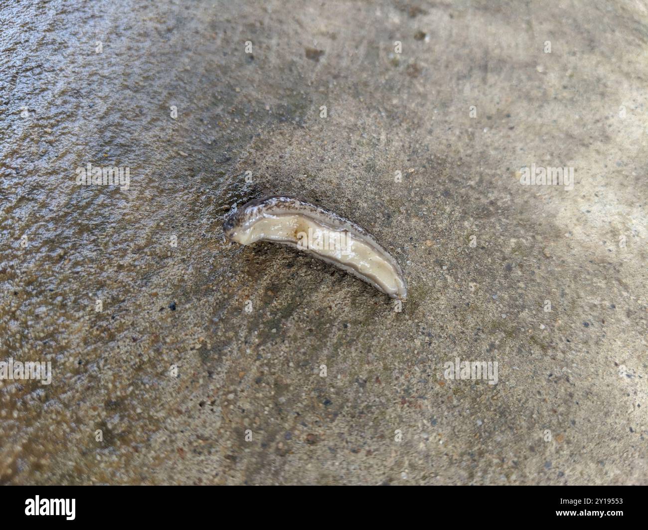 Changeable Mantleslug (Megapallifera mutabilis) Mollusca Stock Photo ...
