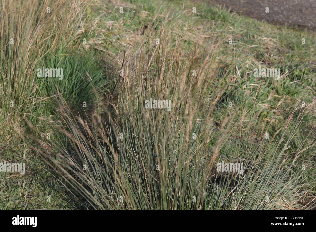 Hard Rush (Juncus inflexus) Plantae Stock Photo - Alamy