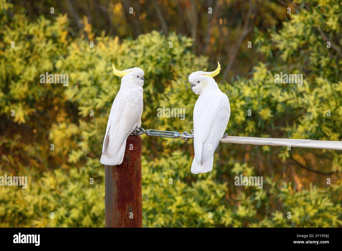 Photograph of two Australian Sulphur Crested Cockatoos sitting on a ...