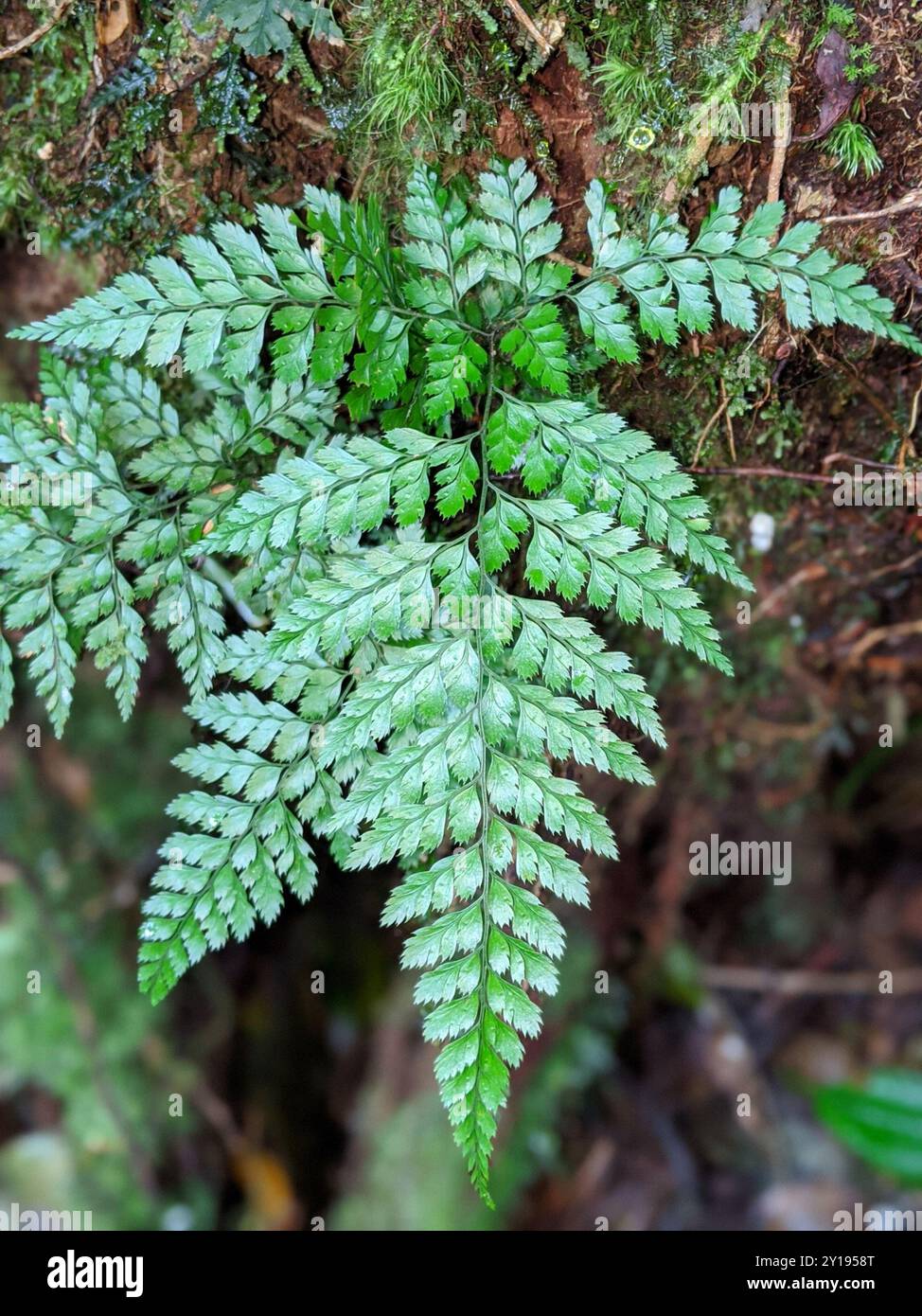 ferns (Polypodiopsida) Plantae Stock Photo - Alamy
