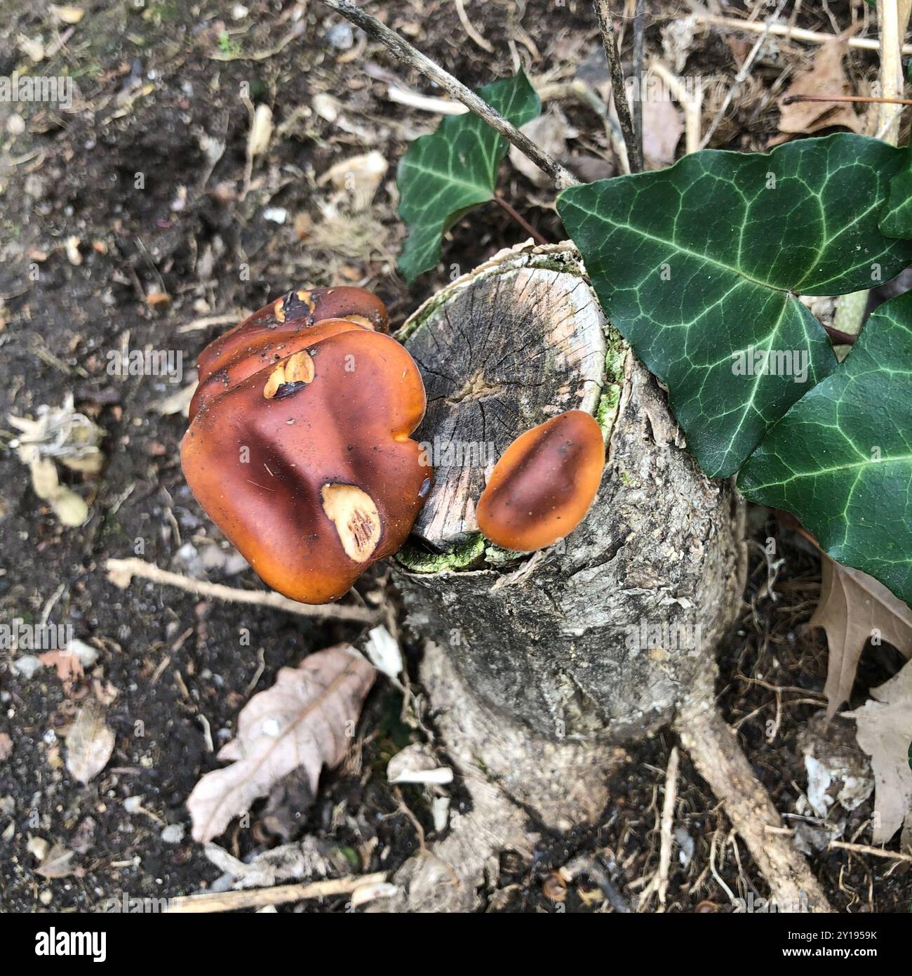 Velvet Foot (Flammulina velutipes) Fungi Stock Photo - Alamy