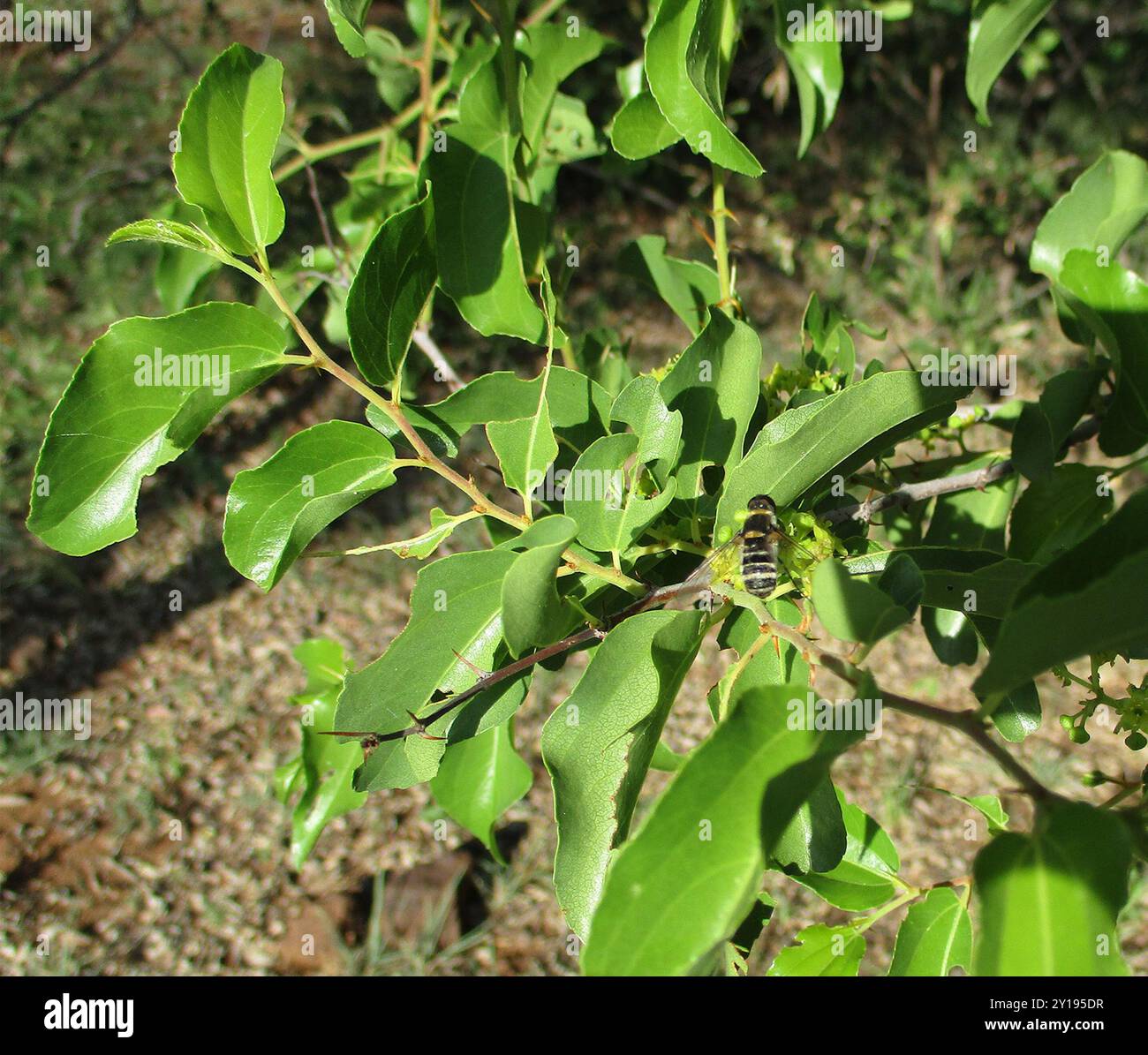 buffalo-thorn (Ziziphus mucronata) Plantae Stock Photo - Alamy