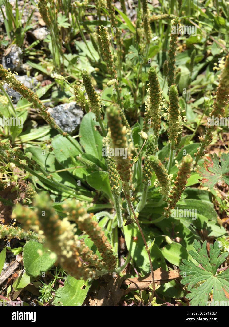 dwarf plantain (Plantago virginica) Plantae Stock Photo - Alamy
