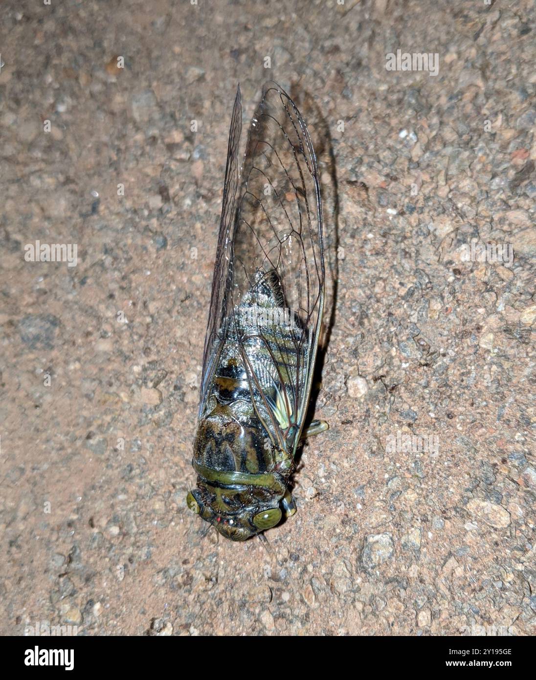 Typical Cicadas (Cicadidae) Insecta Stock Photo - Alamy