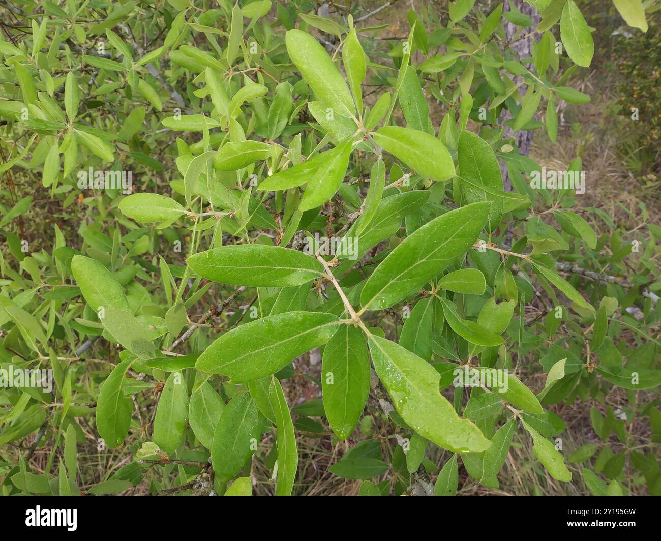 bluejack oak (Quercus incana) Plantae Stock Photo - Alamy
