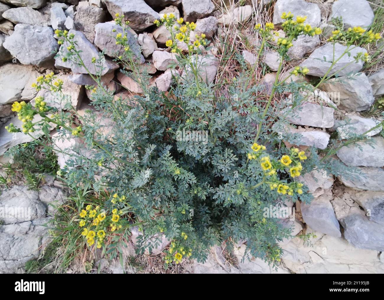 Fringed Rue (Ruta chalepensis) Plantae Stock Photo - Alamy