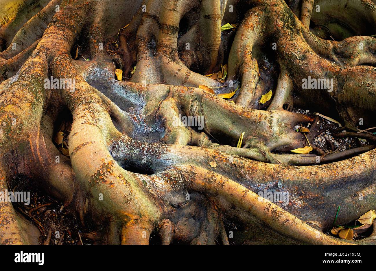 Plants with roots pattern hi-res stock photography and images - Alamy
