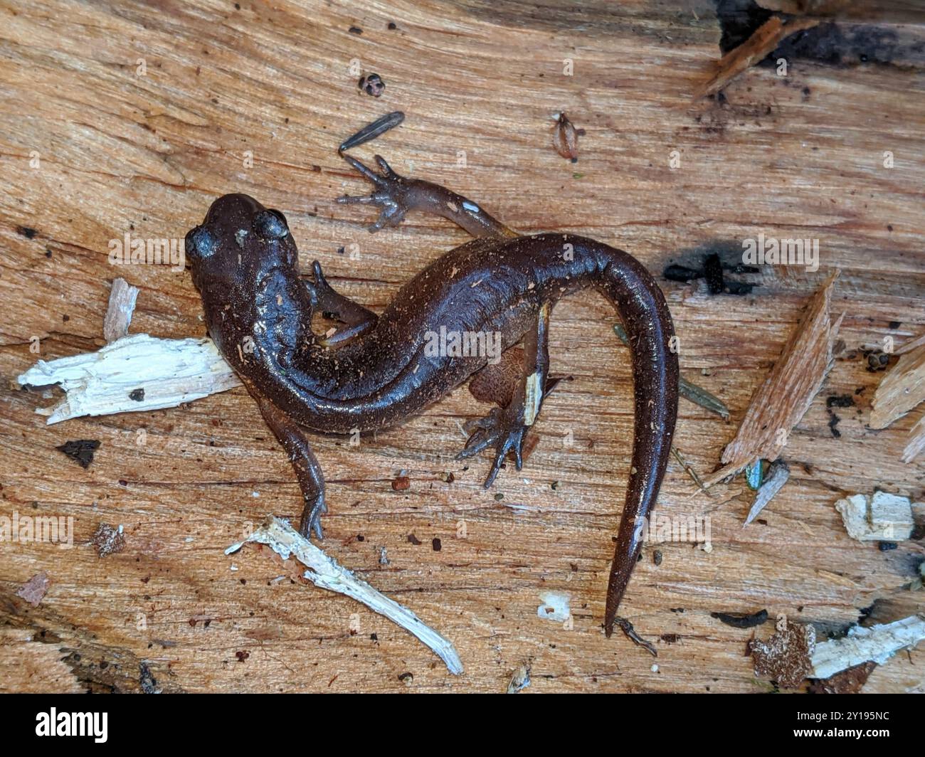 Ensatina (Ensatina eschscholtzii) Amphibia Stock Photo - Alamy
