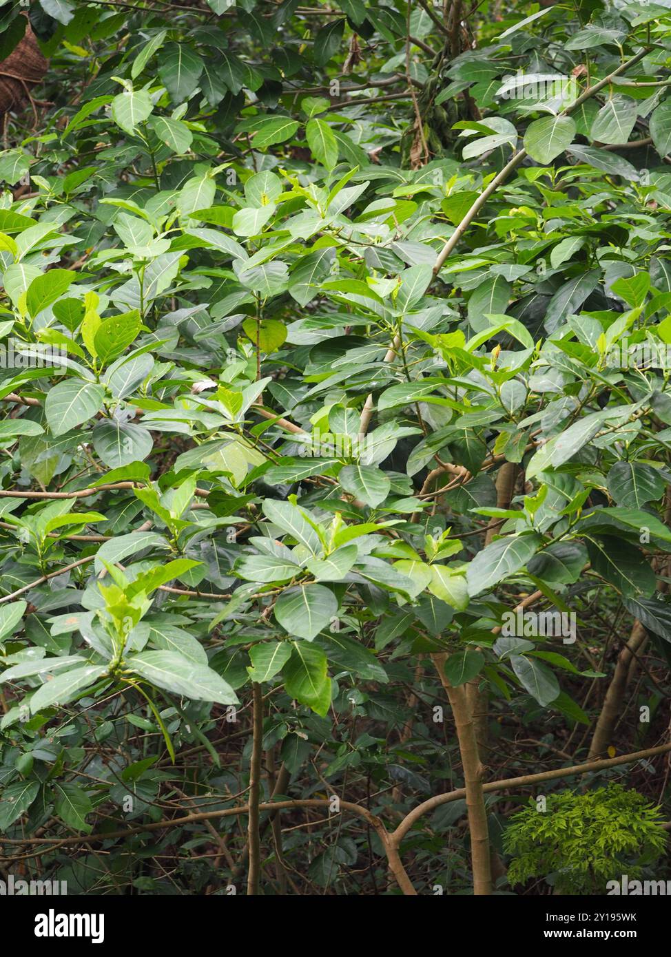 Hauili fig tree (Ficus septica) Plantae Stock Photo - Alamy