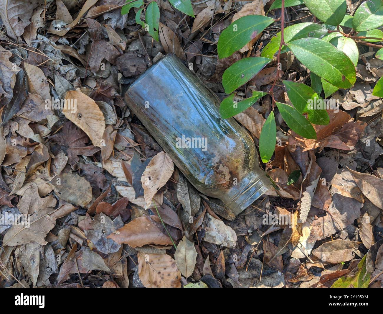 common bladder moss (Physcomitrium pyriforme) Plantae Stock Photo - Alamy