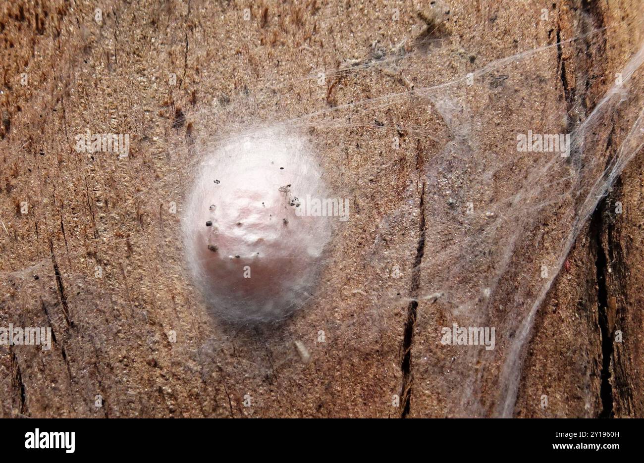 White-tailed Spiders (Lampona) Arachnida Stock Photo - Alamy