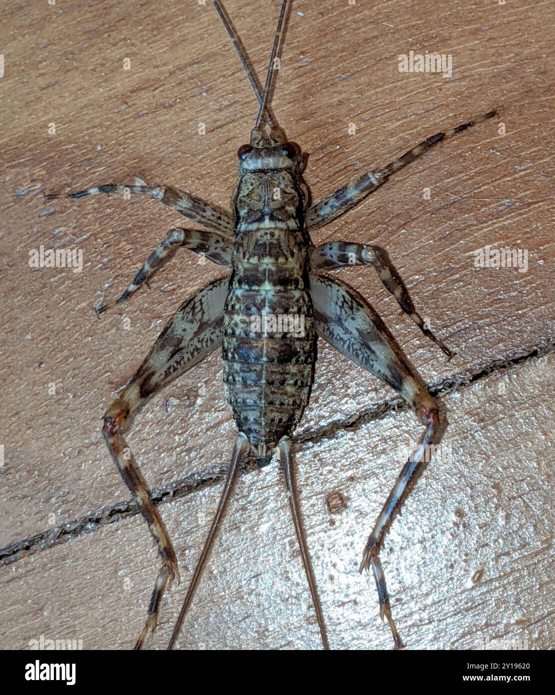 Spider Crickets and Allies (Phalangopsidae) Insecta Stock Photo - Alamy