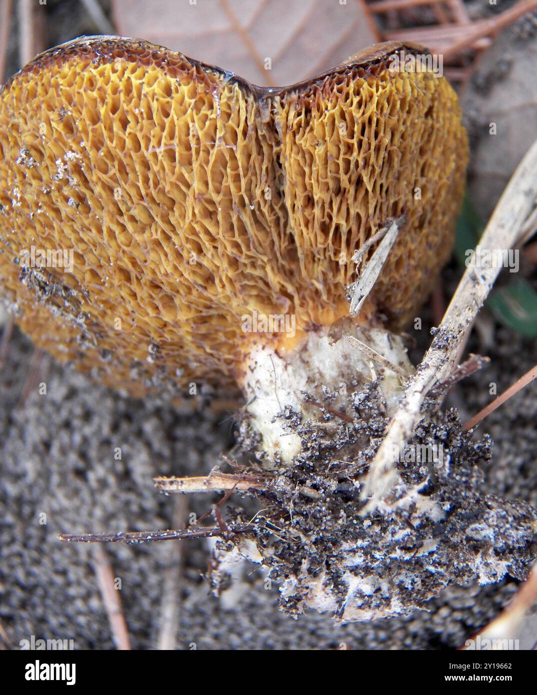 ash-tree bolete (Boletinellus merulioides) Fungi Stock Photo - Alamy