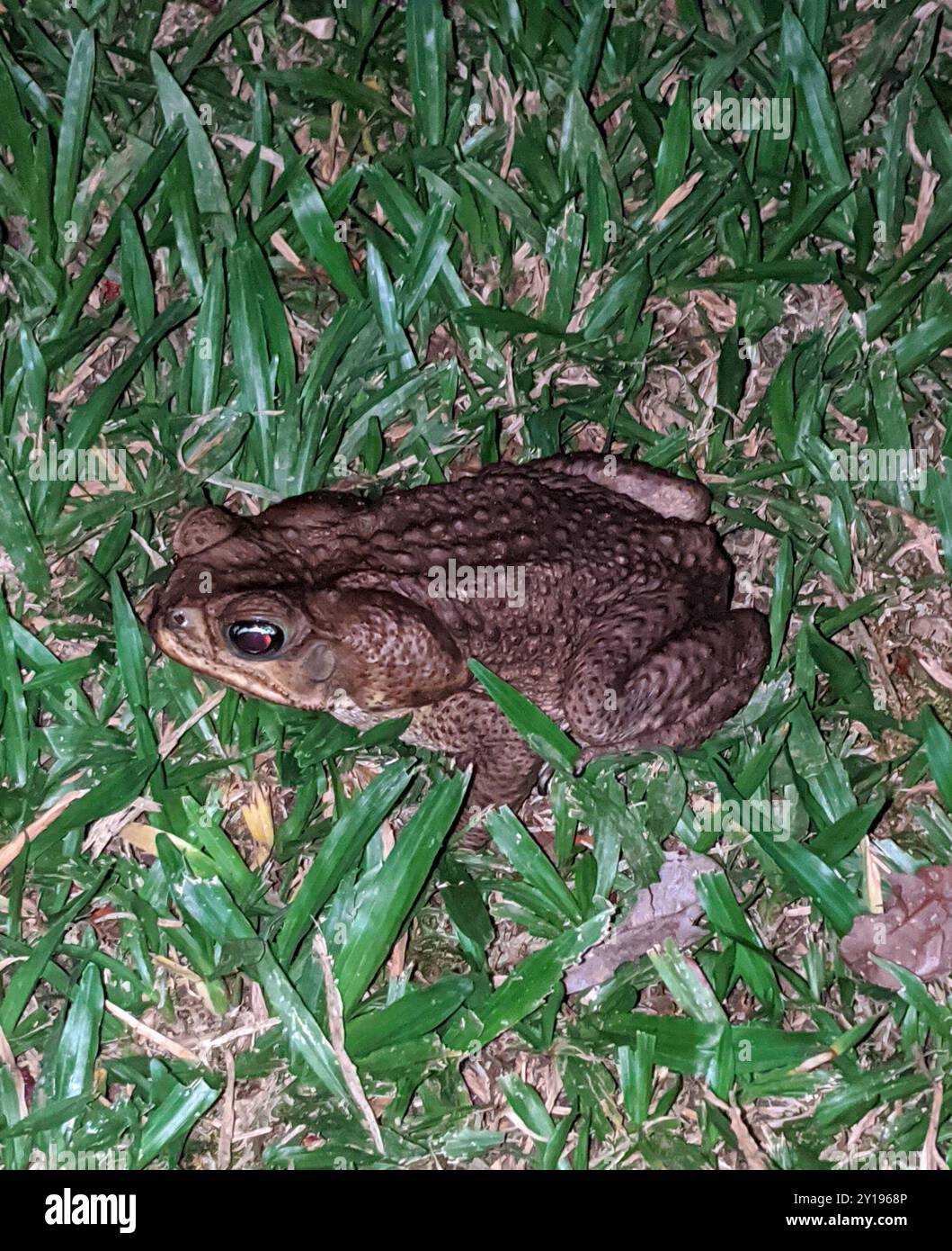 Giant Toad (Rhinella horribilis) Amphibia Stock Photo - Alamy
