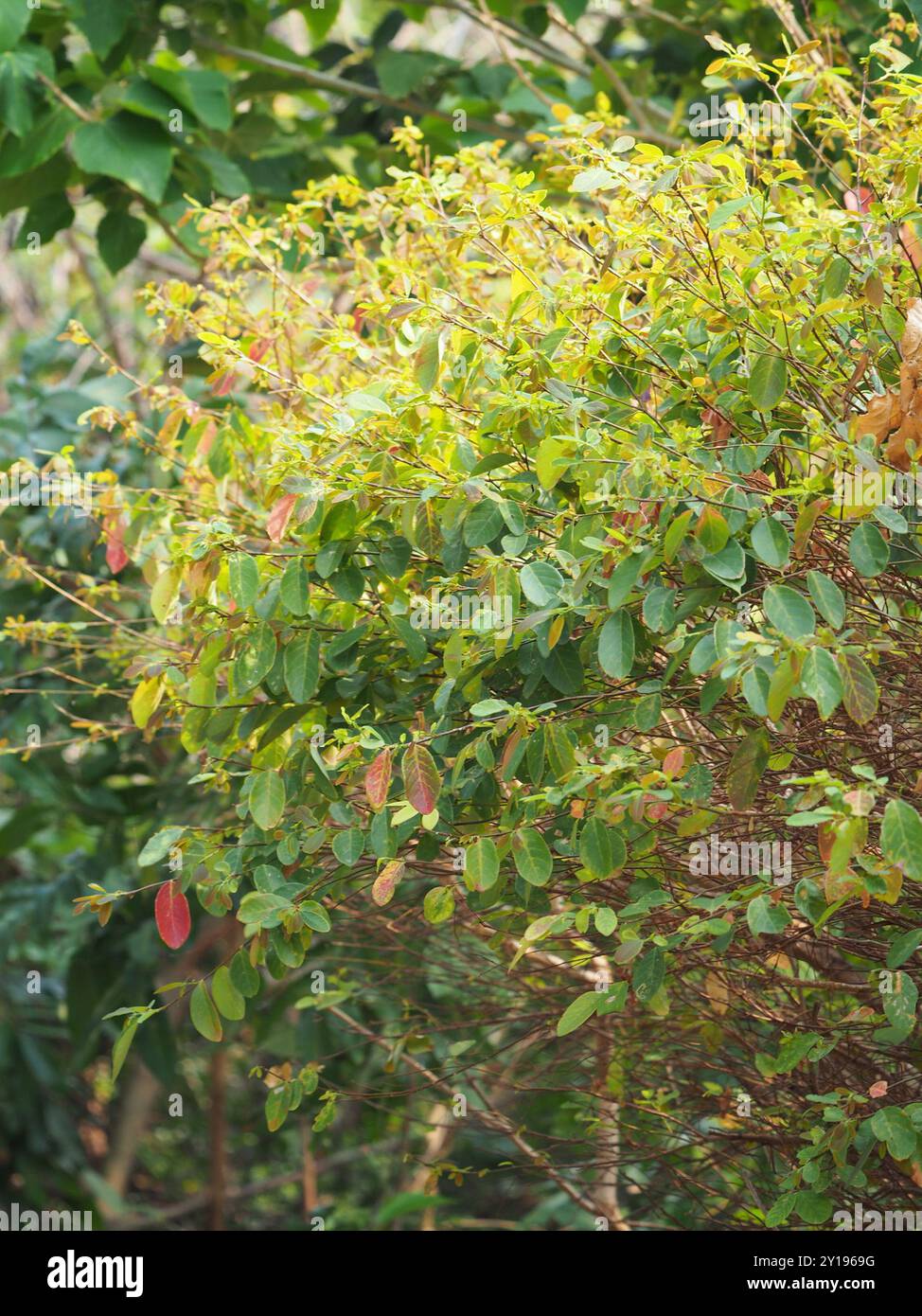 Pop-gun Seed (Bridelia tomentosa) Plantae Stock Photo - Alamy