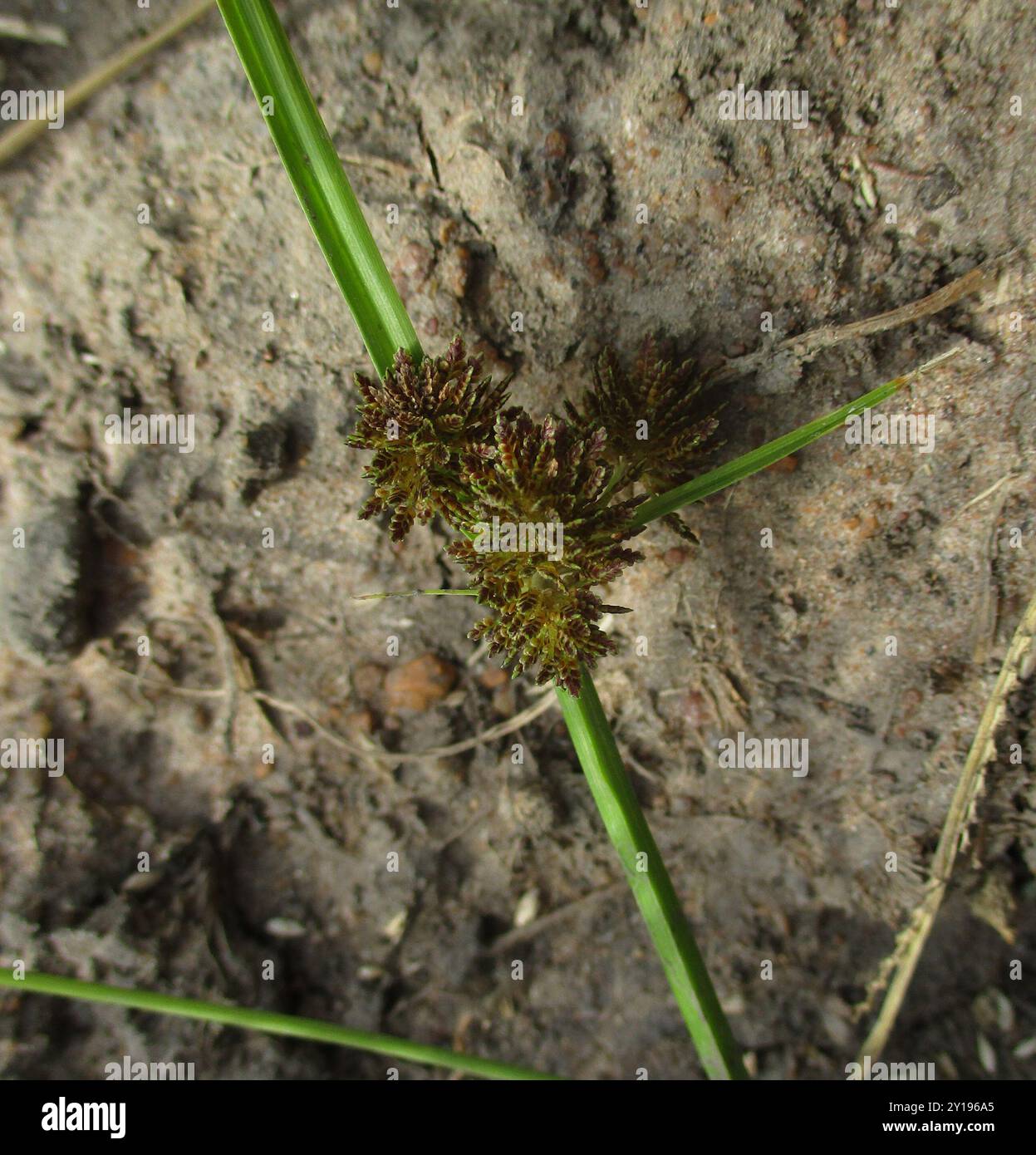 Variable Flatsedge (Cyperus difformis) Plantae Stock Photo - Alamy