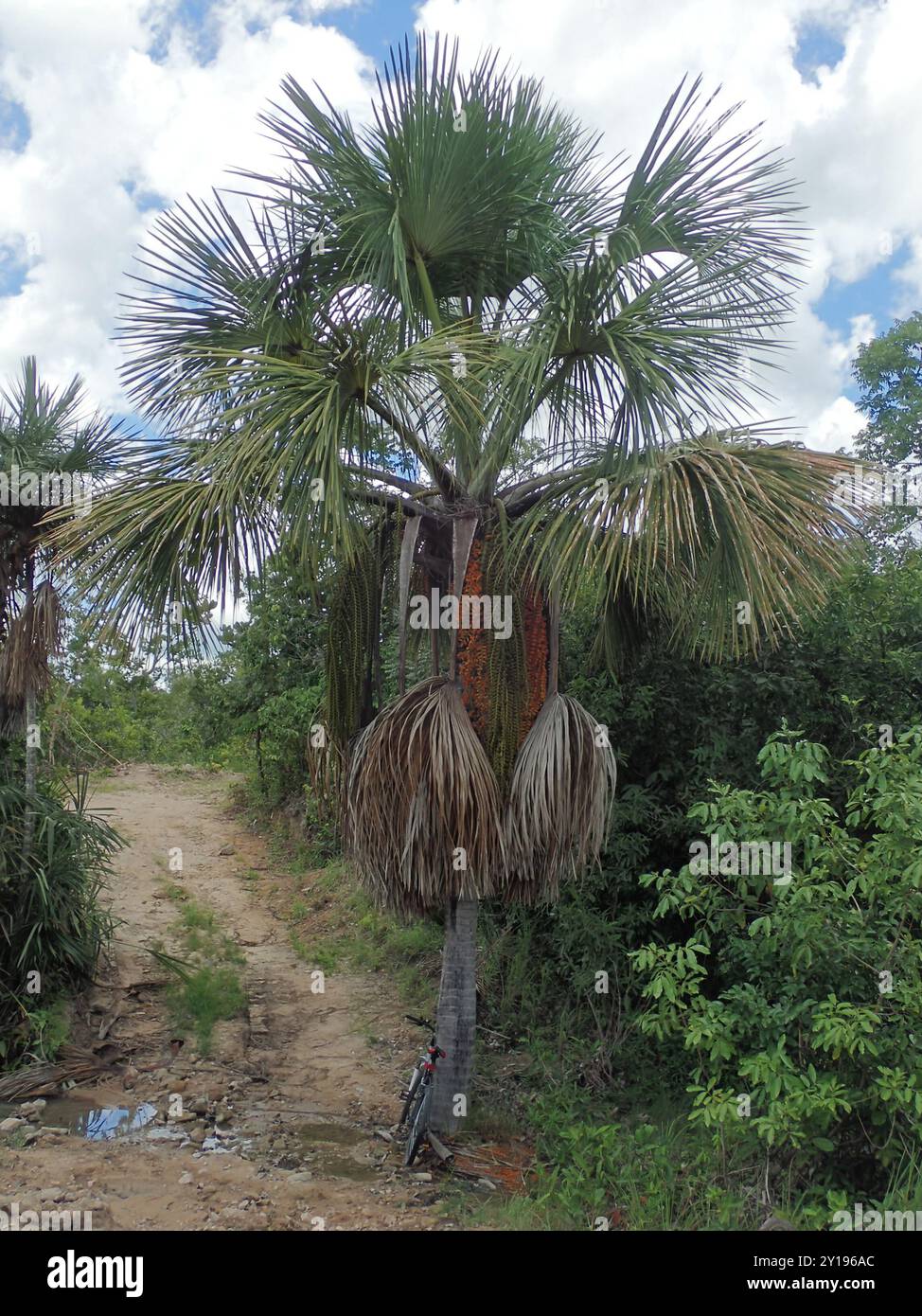 moriche palm (Mauritia flexuosa) Plantae Stock Photo - Alamy