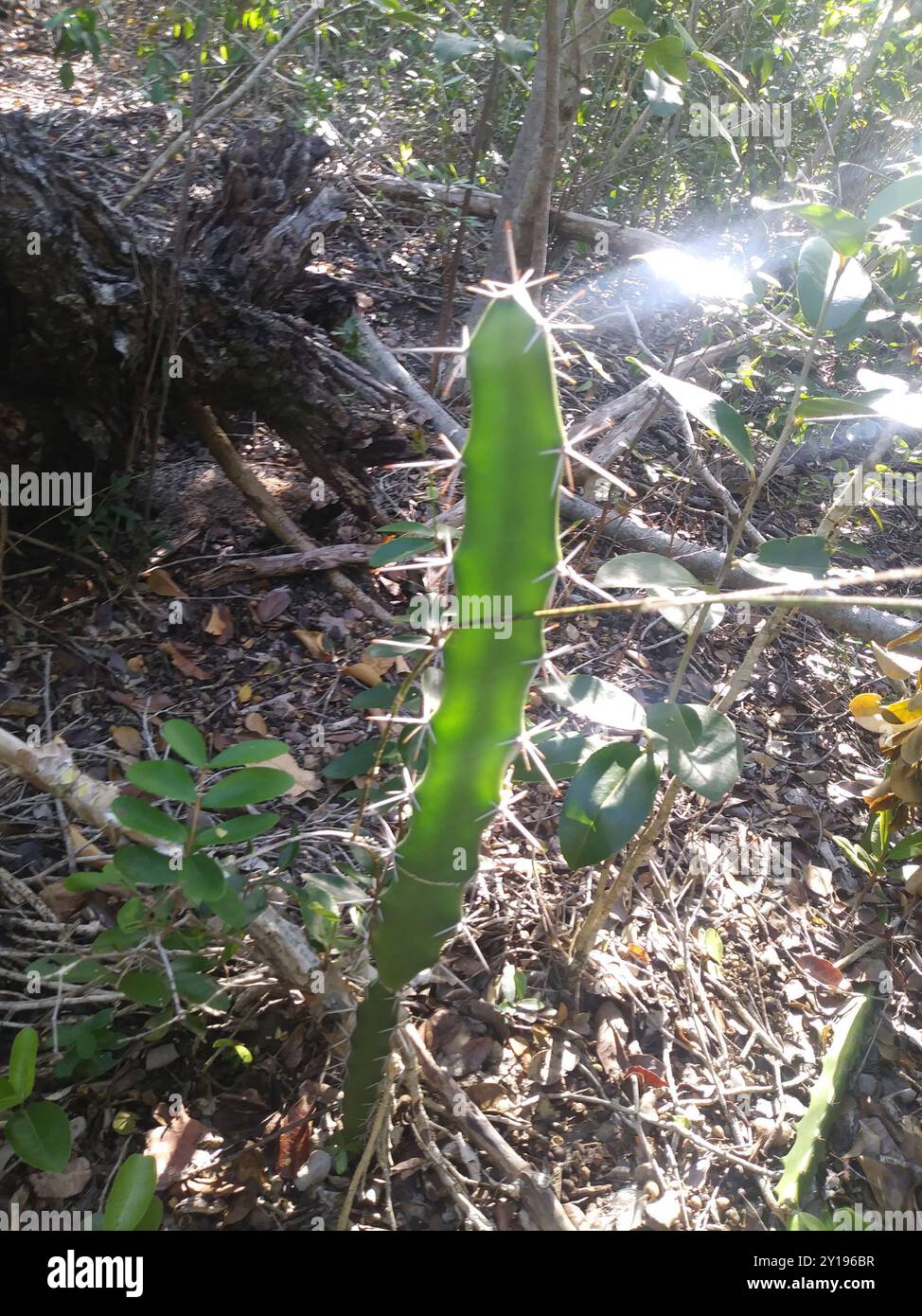 Triangle cactus (Acanthocereus tetragonus) Plantae Stock Photo - Alamy