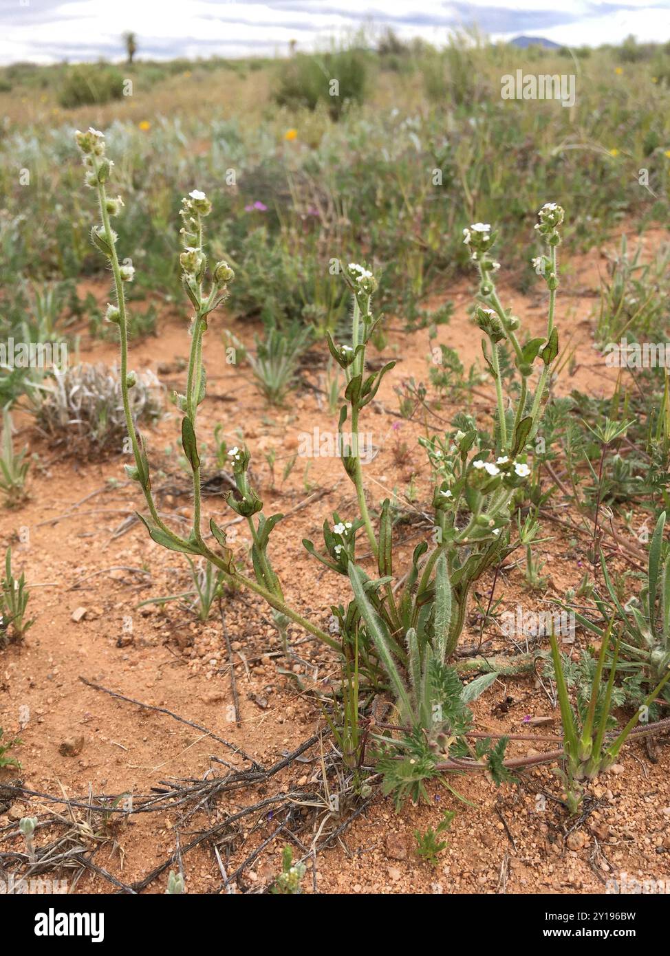 Arizona popcornflower (Plagiobothrys arizonicus) Plantae Stock Photo ...