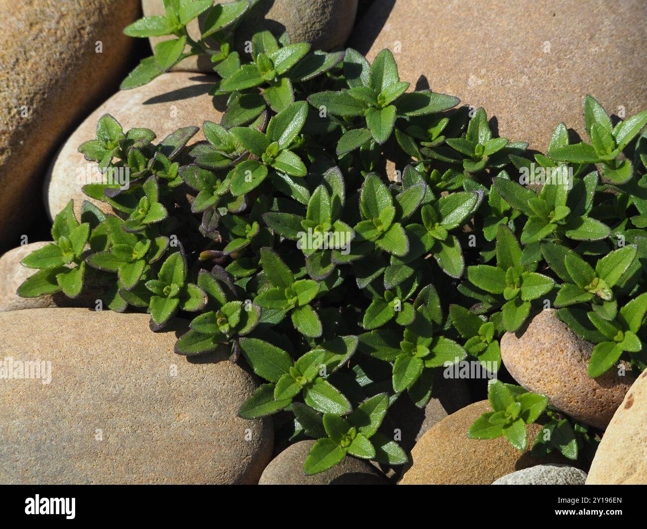 (Wedelia prostrata) Plantae Stock Photo - Alamy