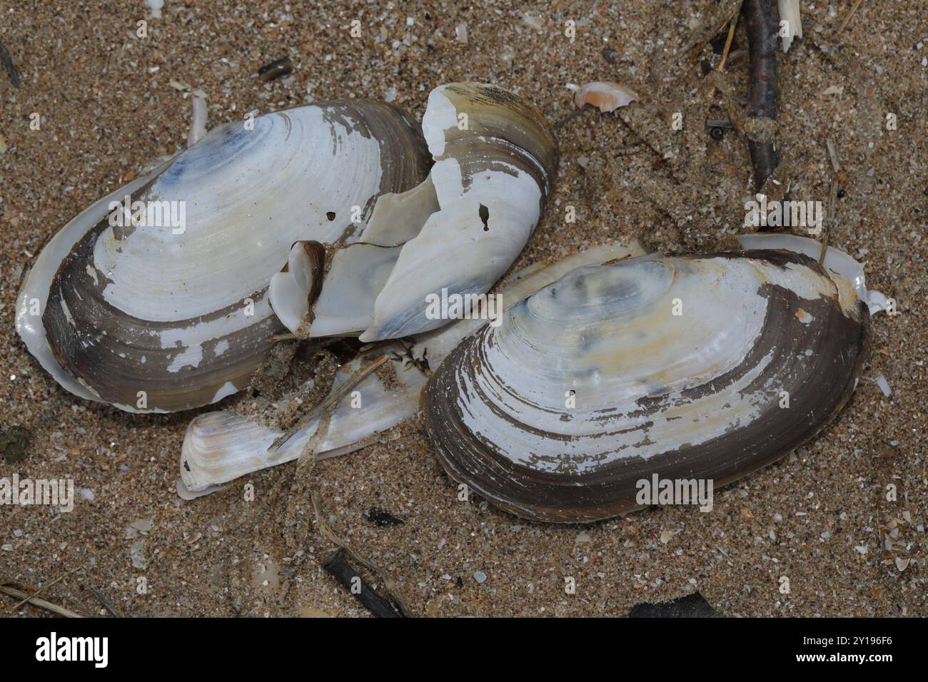 Otter shell (Lutraria lutraria) Mollusca Stock Photo - Alamy