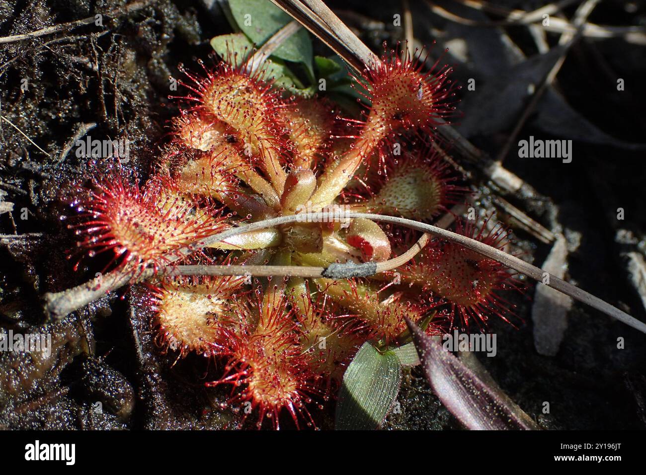 Pink Sundew (Drosera capillaris) Plantae Stock Photo - Alamy