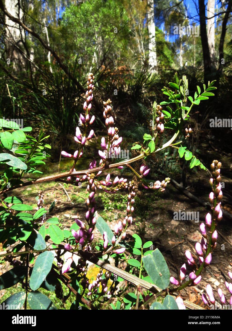 Australian Indigo (Indigofera australis) Plantae Stock Photo - Alamy