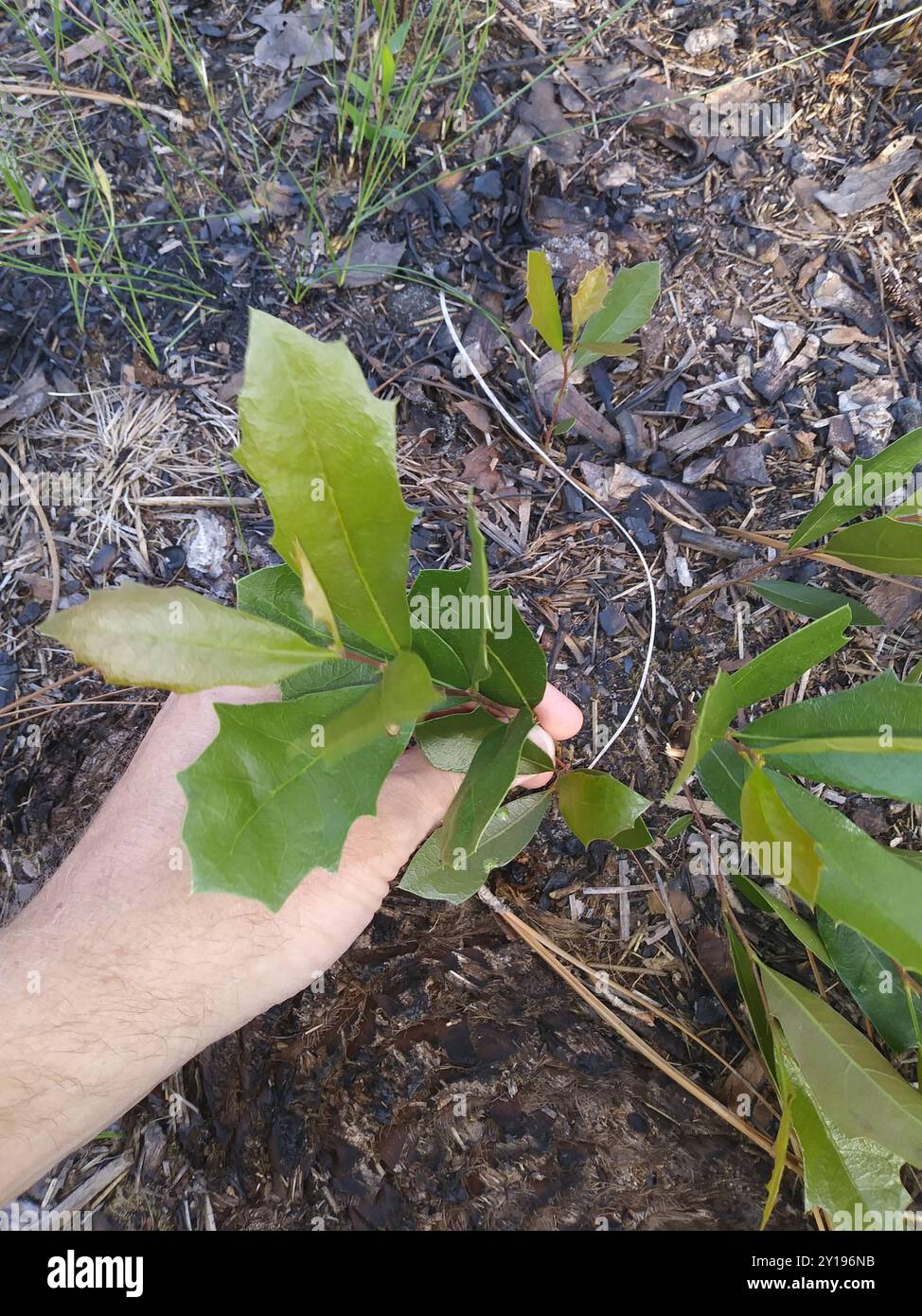 Quercus minima hi-res stock photography and images - Alamy