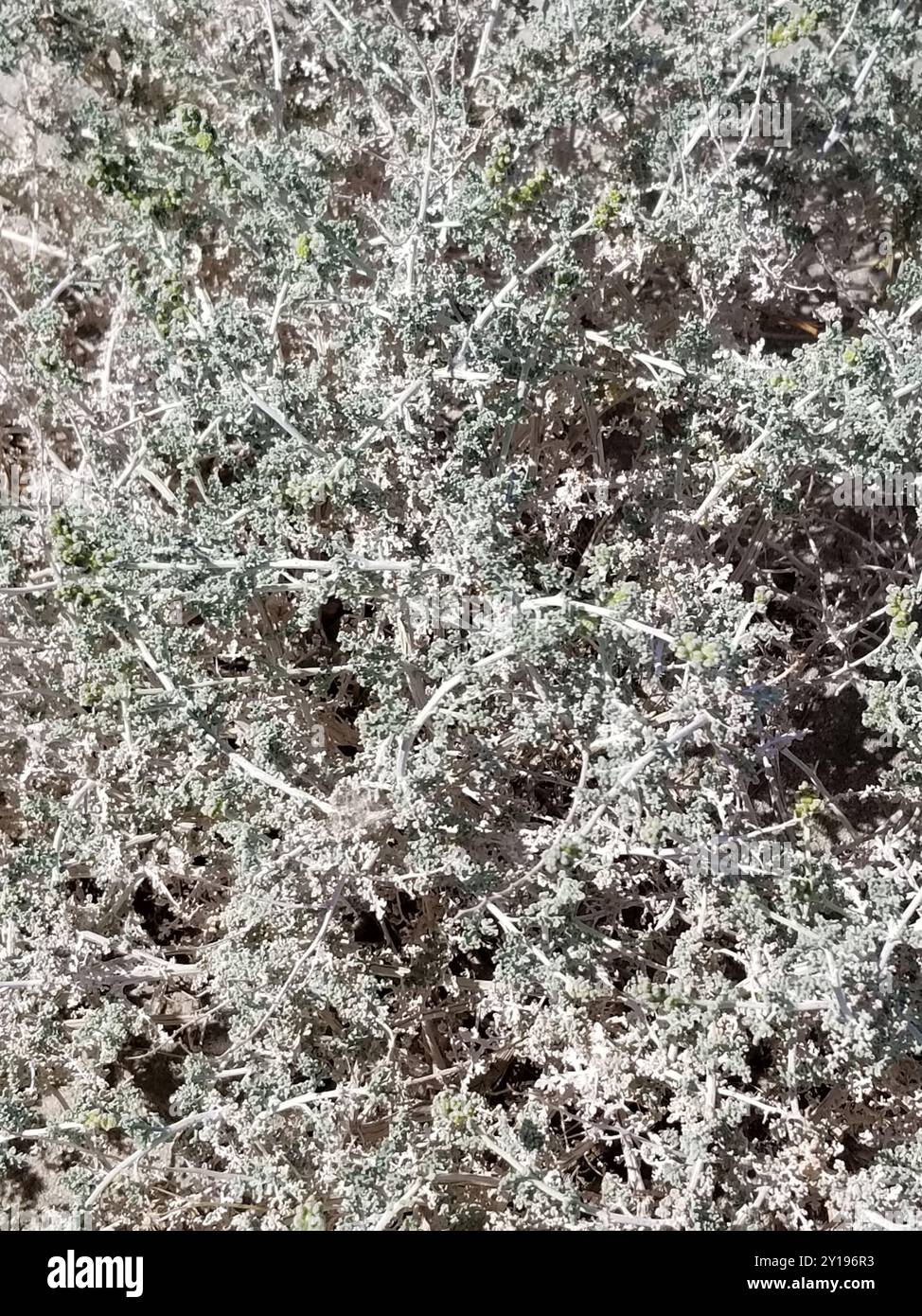 Burrobush (Ambrosia dumosa) Plantae Stock Photo - Alamy