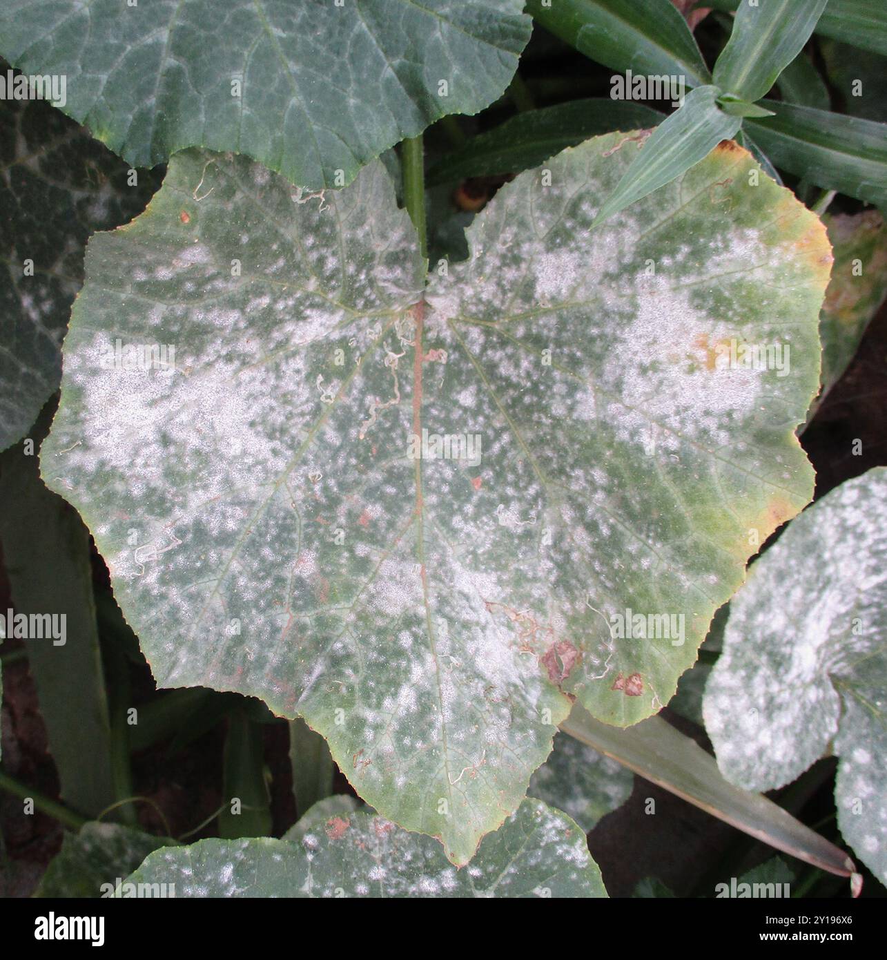 (Podosphaera xanthii) Fungi Stock Photo - Alamy