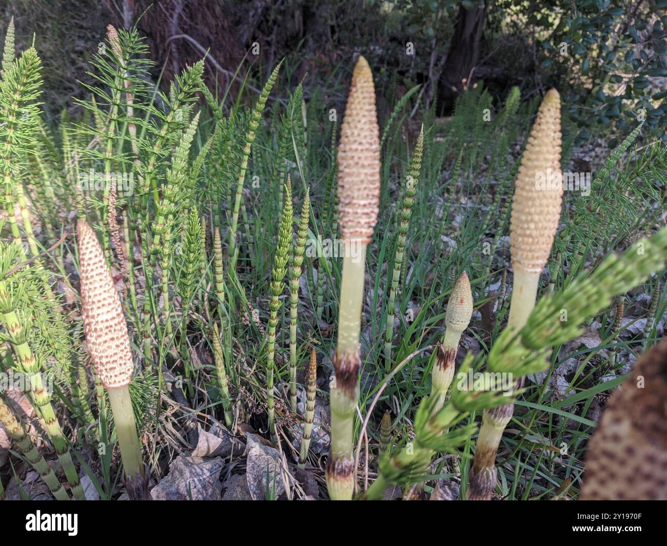 great horsetail (Equisetum telmateia) Plantae Stock Photo - Alamy