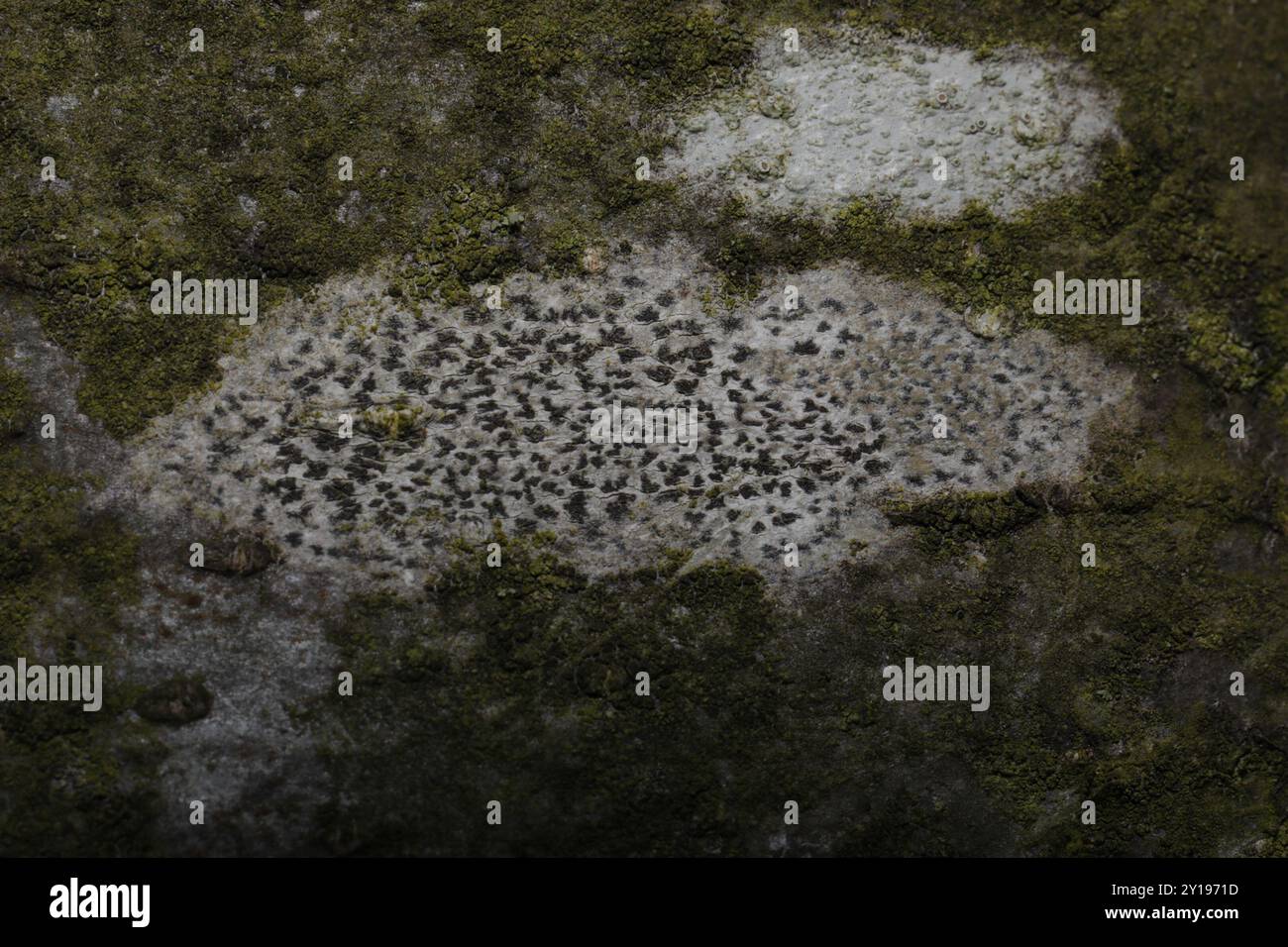 Asterisk Lichen (Arthonia radiata) Fungi Stock Photo - Alamy