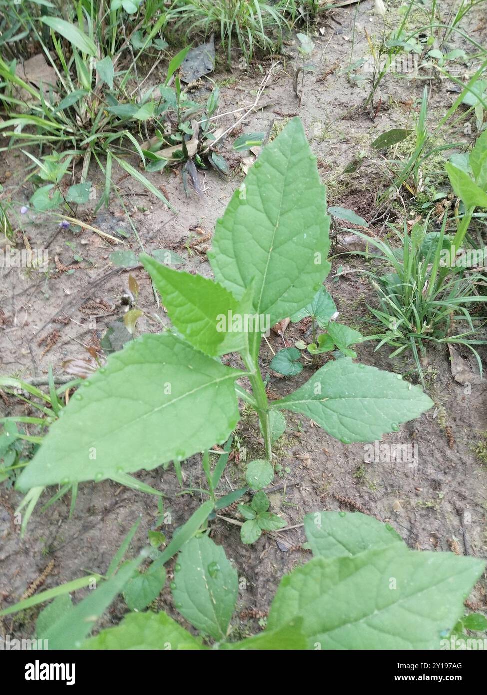 Yellow Crownbeard (Verbesina occidentalis) Plantae Stock Photo - Alamy
