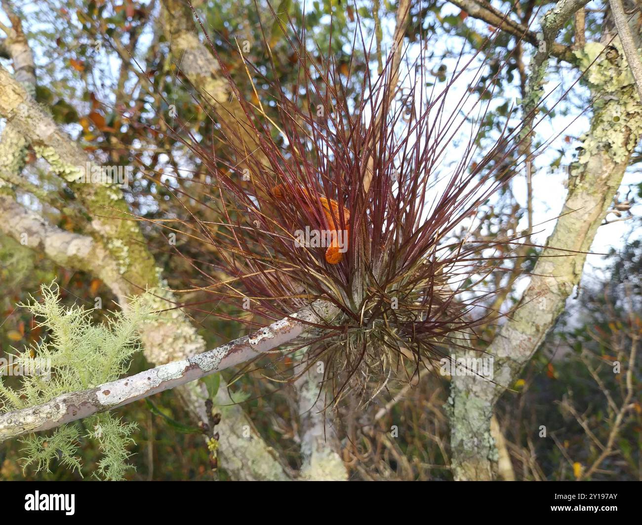 southern needleleaf airplant (Tillandsia setacea) Plantae Stock Photo ...