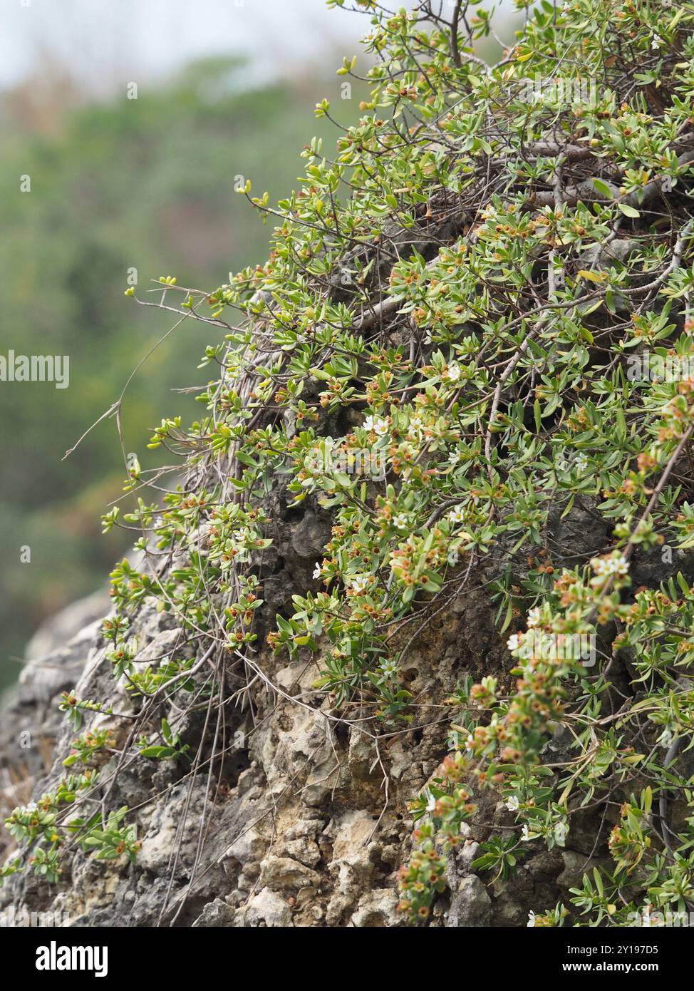 bantigue (Pemphis acidula) Plantae Stock Photo - Alamy
