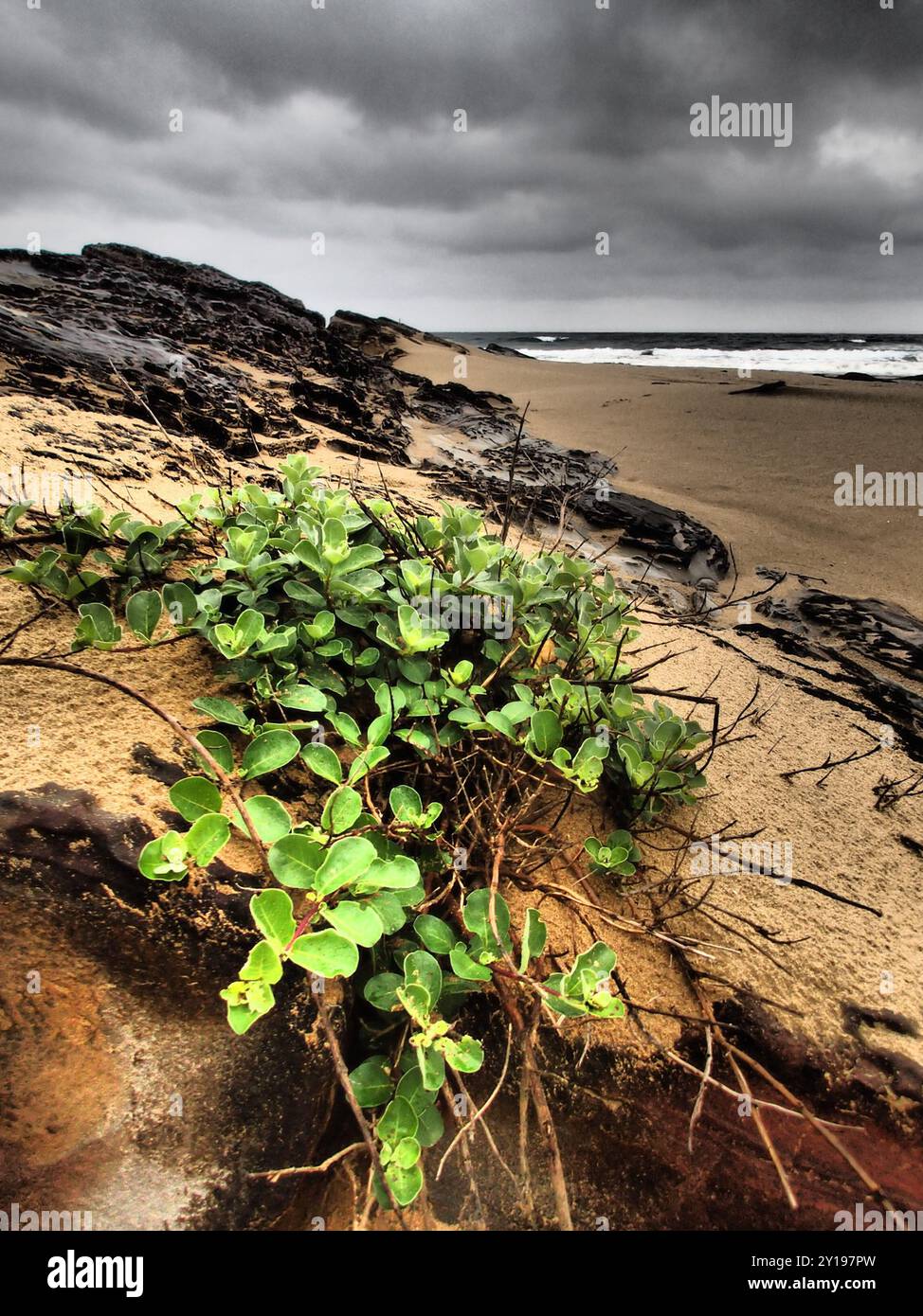 Beach Vitex (Vitex rotundifolia) Plantae Stock Photo - Alamy