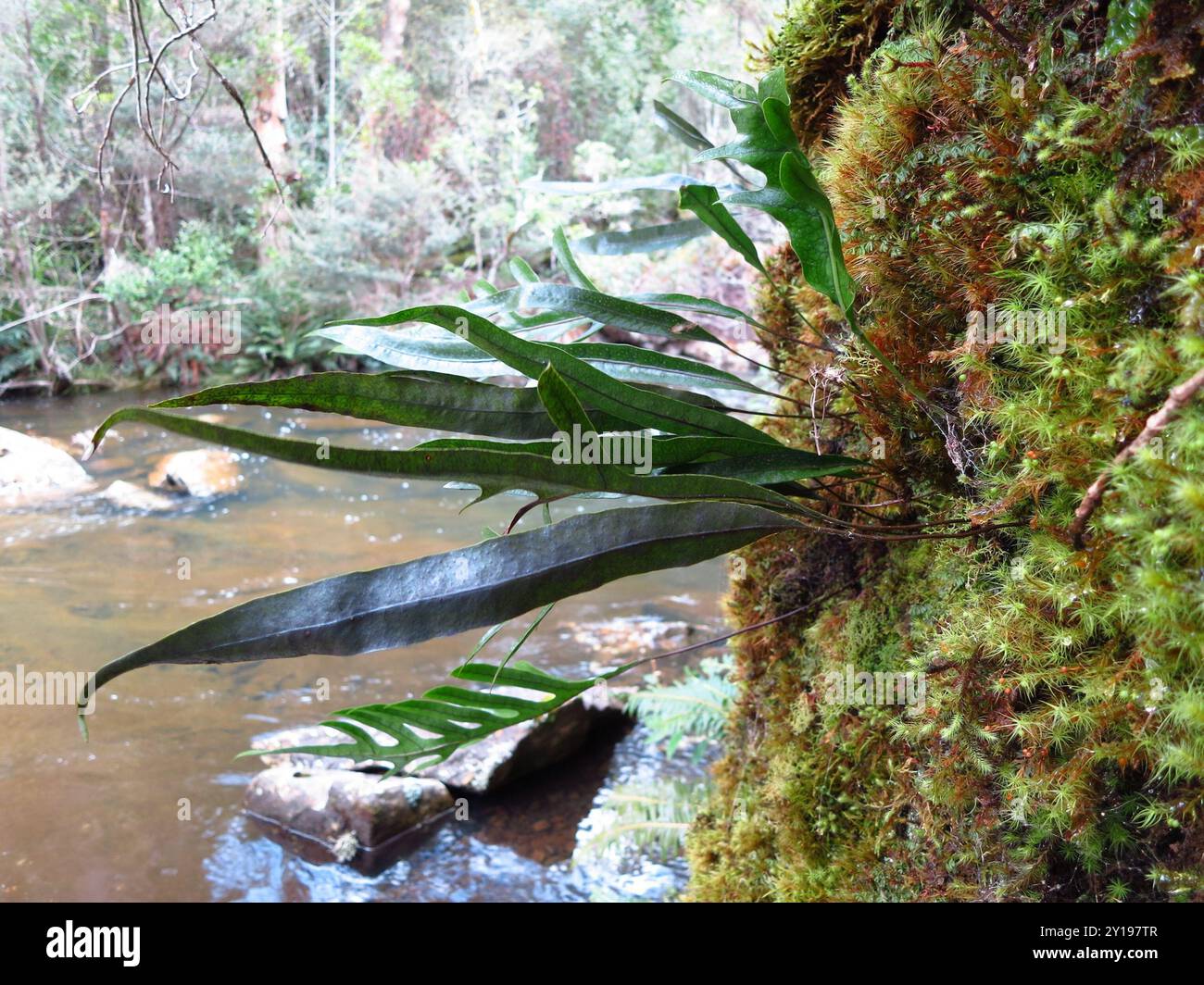 Kangaroo Fern (Microsorum pustulatum pustulatum) Plantae Stock Photo ...