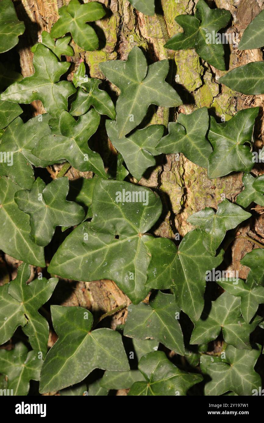 common ivy (Hedera helix) Plantae Stock Photo - Alamy