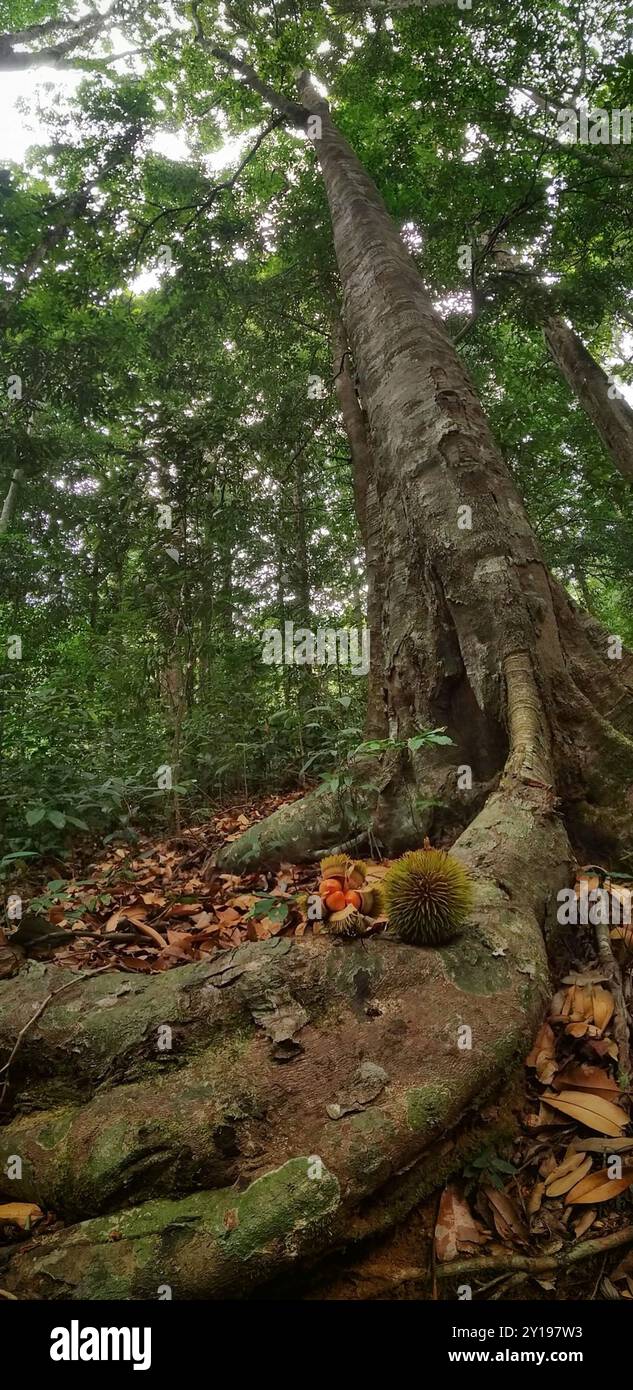 wild durian (Cullenia exarillata) Plantae Stock Photo - Alamy