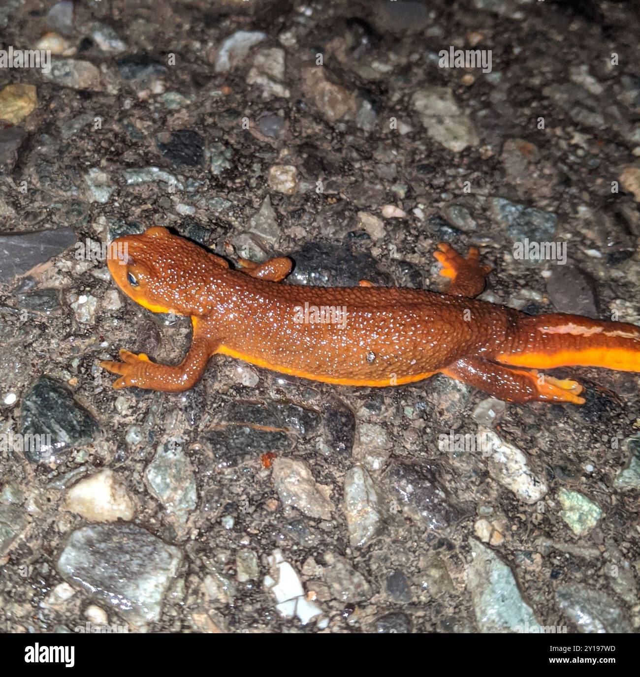 Rough-skinned Newt (Taricha granulosa) Amphibia Stock Photo - Alamy