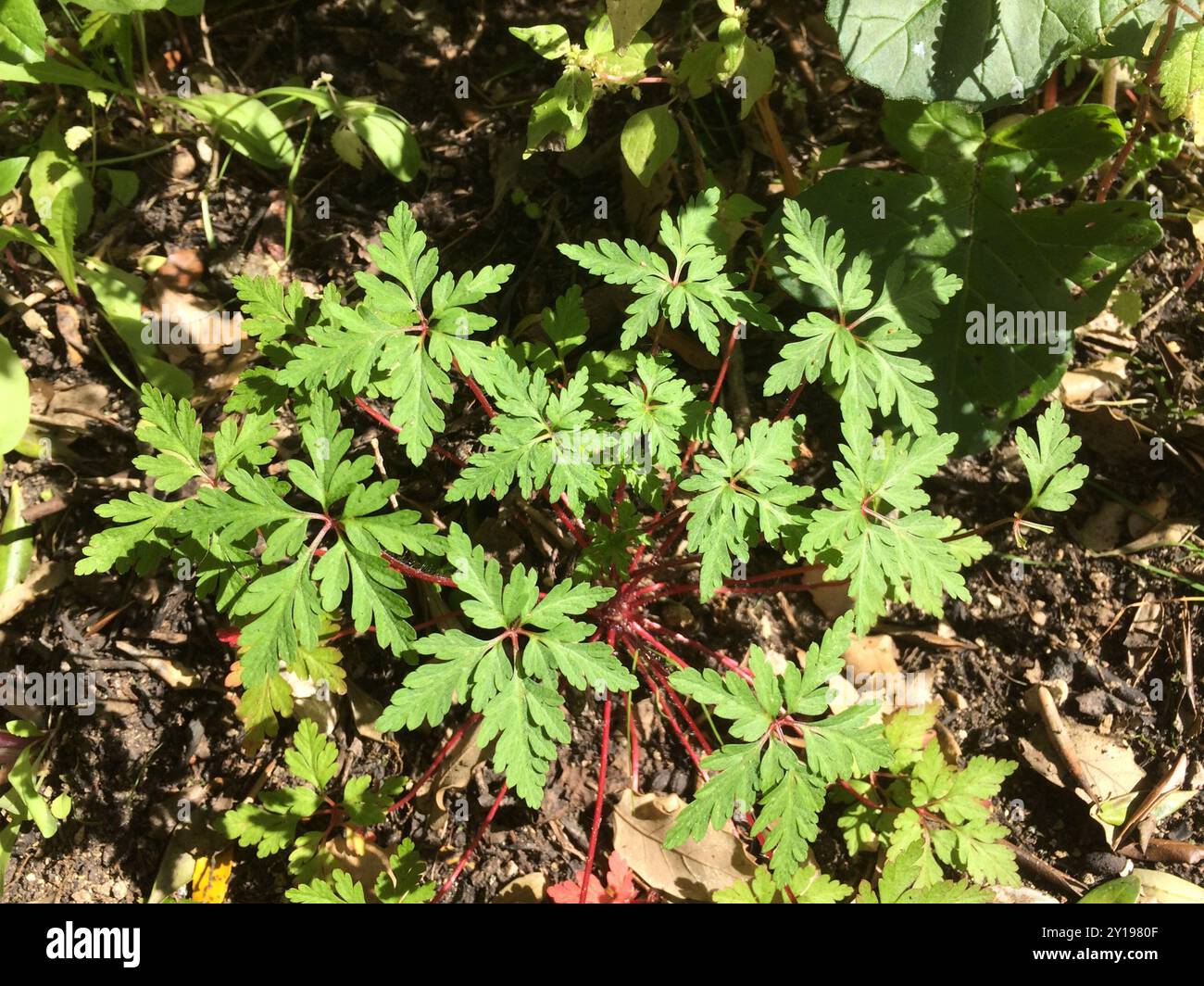 Little-Robin (Geranium purpureum) Plantae Stock Photo - Alamy